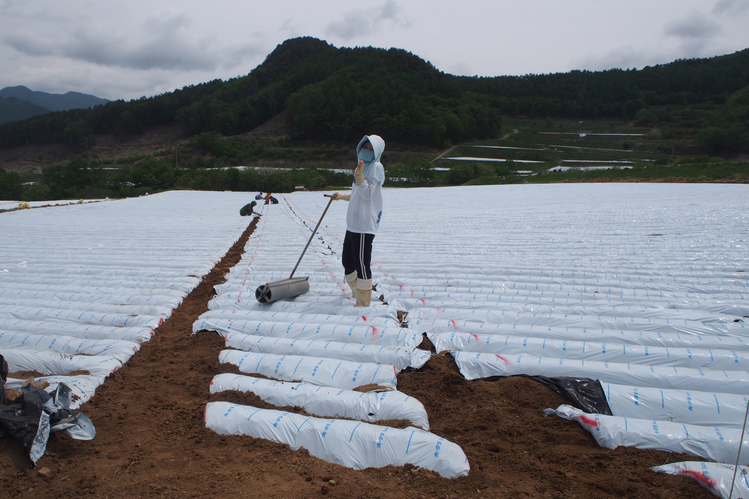 高原から届くレタス 産地は川上村です – CO-OP WEB LABO
